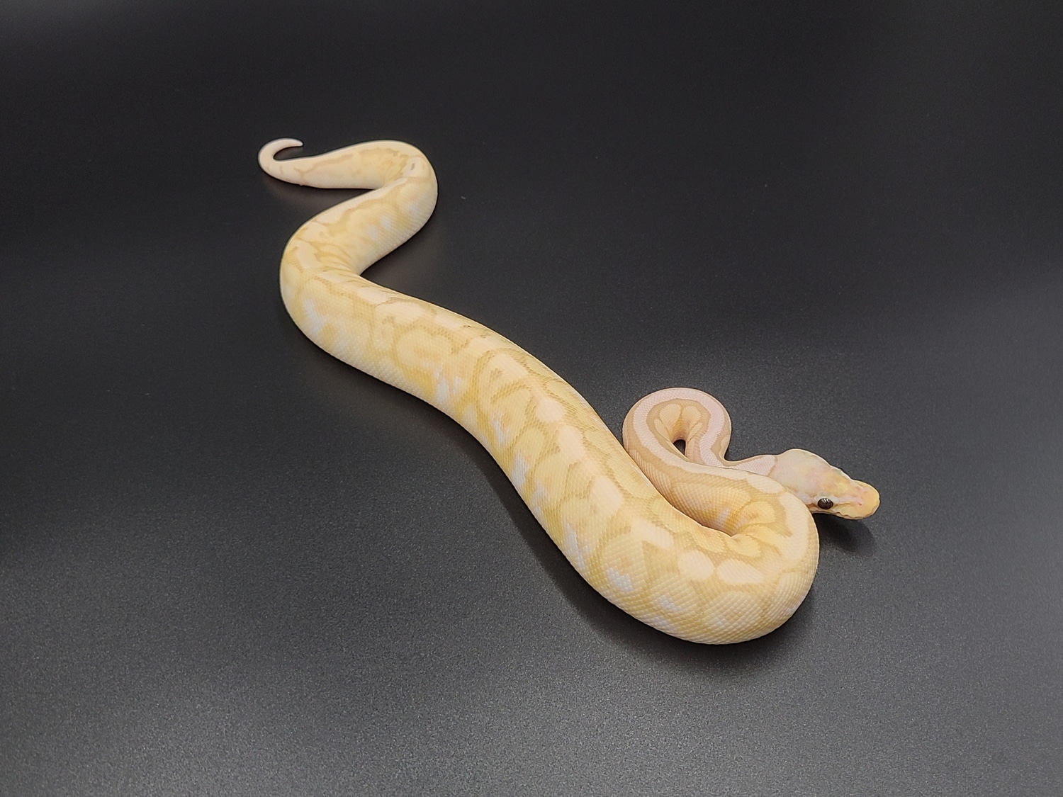 Banana Black Widow Ball Python by CV Exotics inc. - MorphMarket