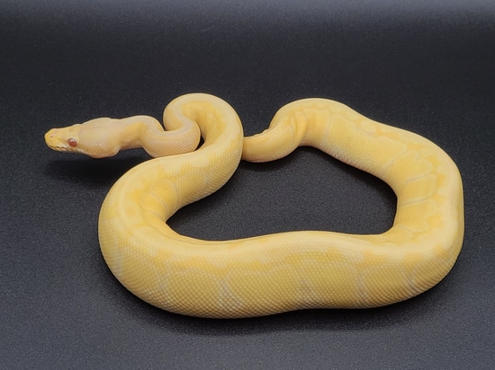 Candino Pinstripe Ball Python by CV Exotics inc.