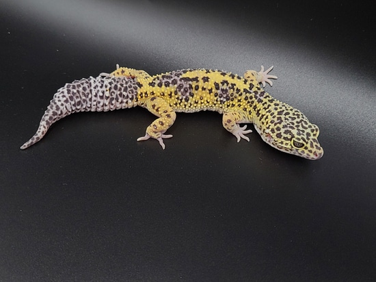 Fancy Leopard Gecko by CV Exotics inc.