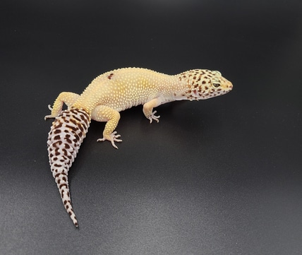 Blazing Blizzard Leopard Gecko by CV Exotics inc. - MorphMarket