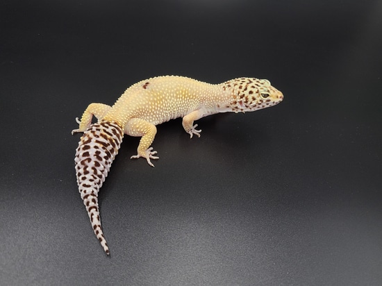 High Yellow Leopard Gecko by CV Exotics inc.