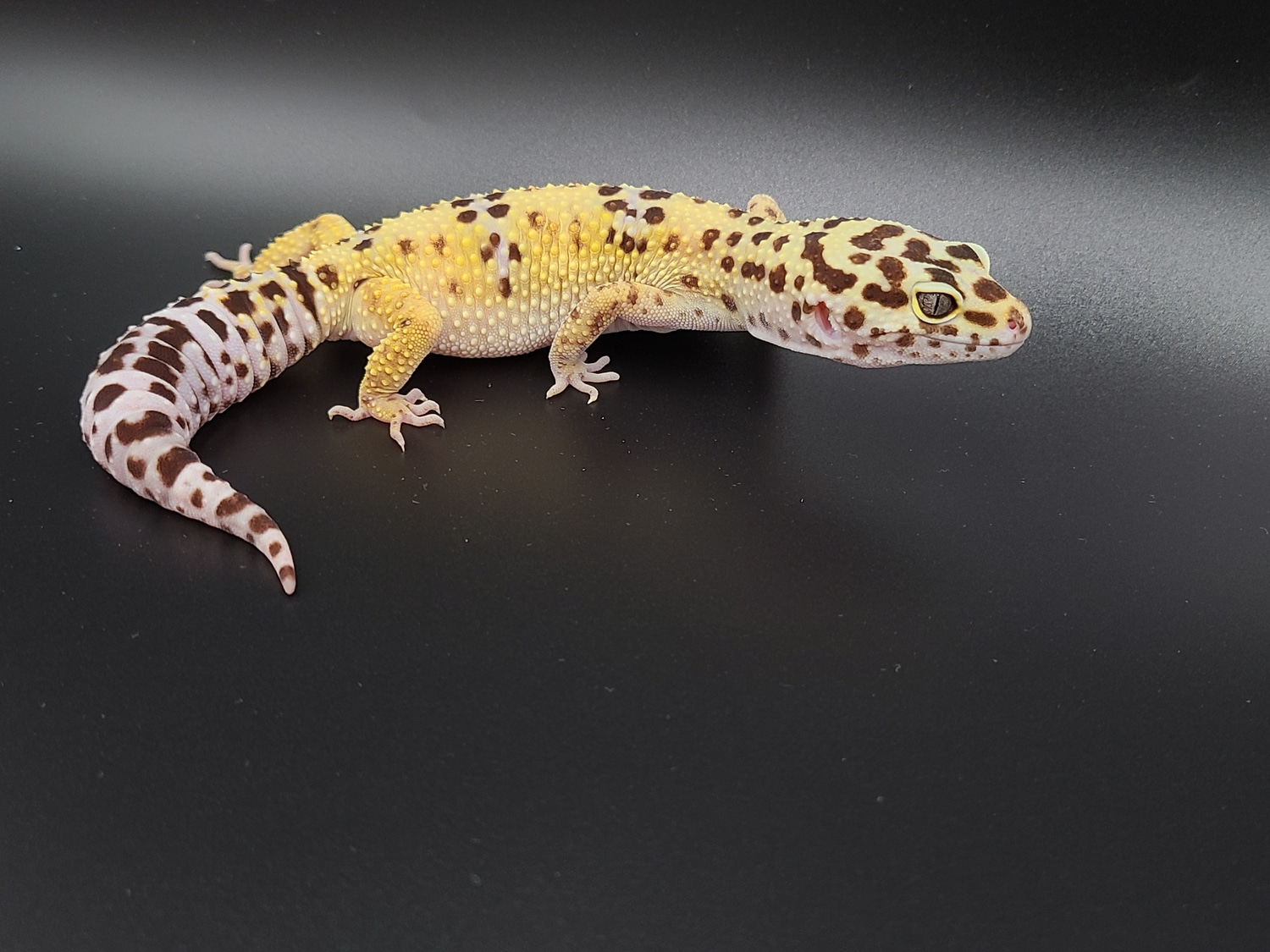 High Yellow Leopard Gecko by CV Exotics inc. - MorphMarket