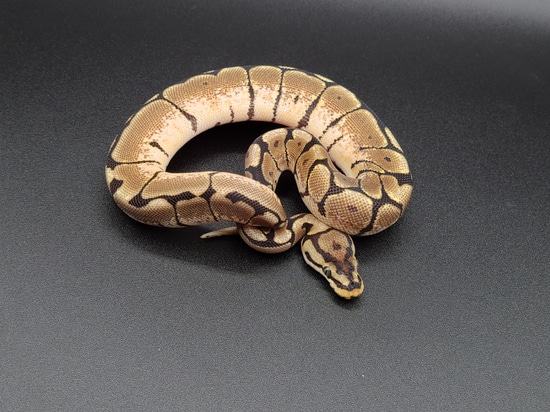 Spider Ball Python by CV Exotics inc.