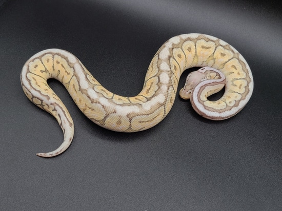 Ghost Bumble Bee Black Pastel Granite Ball Python by CV Exotics inc.