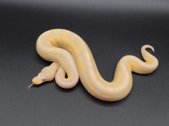 Pewter Candino Ball Python by CV Exotics inc.