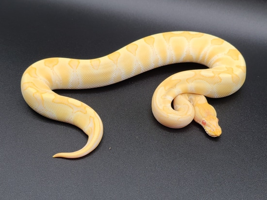 Albino Enchi Ball Python by CV Exotics inc.