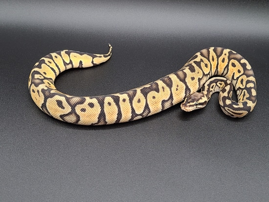 Pastel Ball Python by CV Exotics inc.