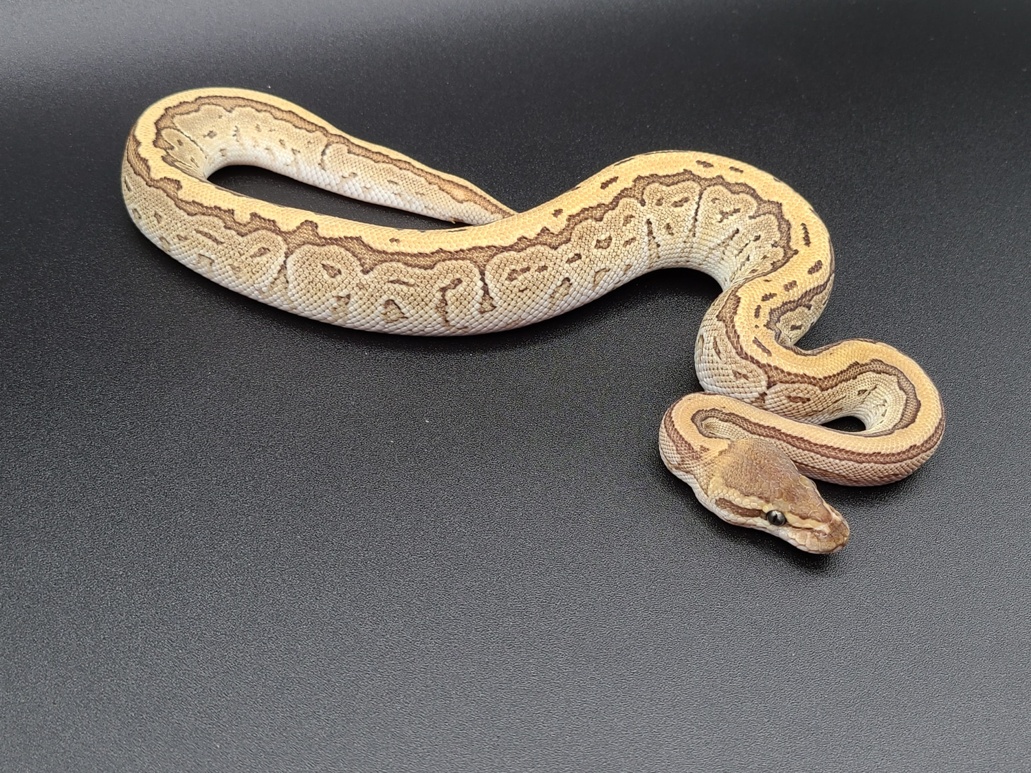 Mojave Pinstripe Ball Python by CV Exotics inc. - MorphMarket
