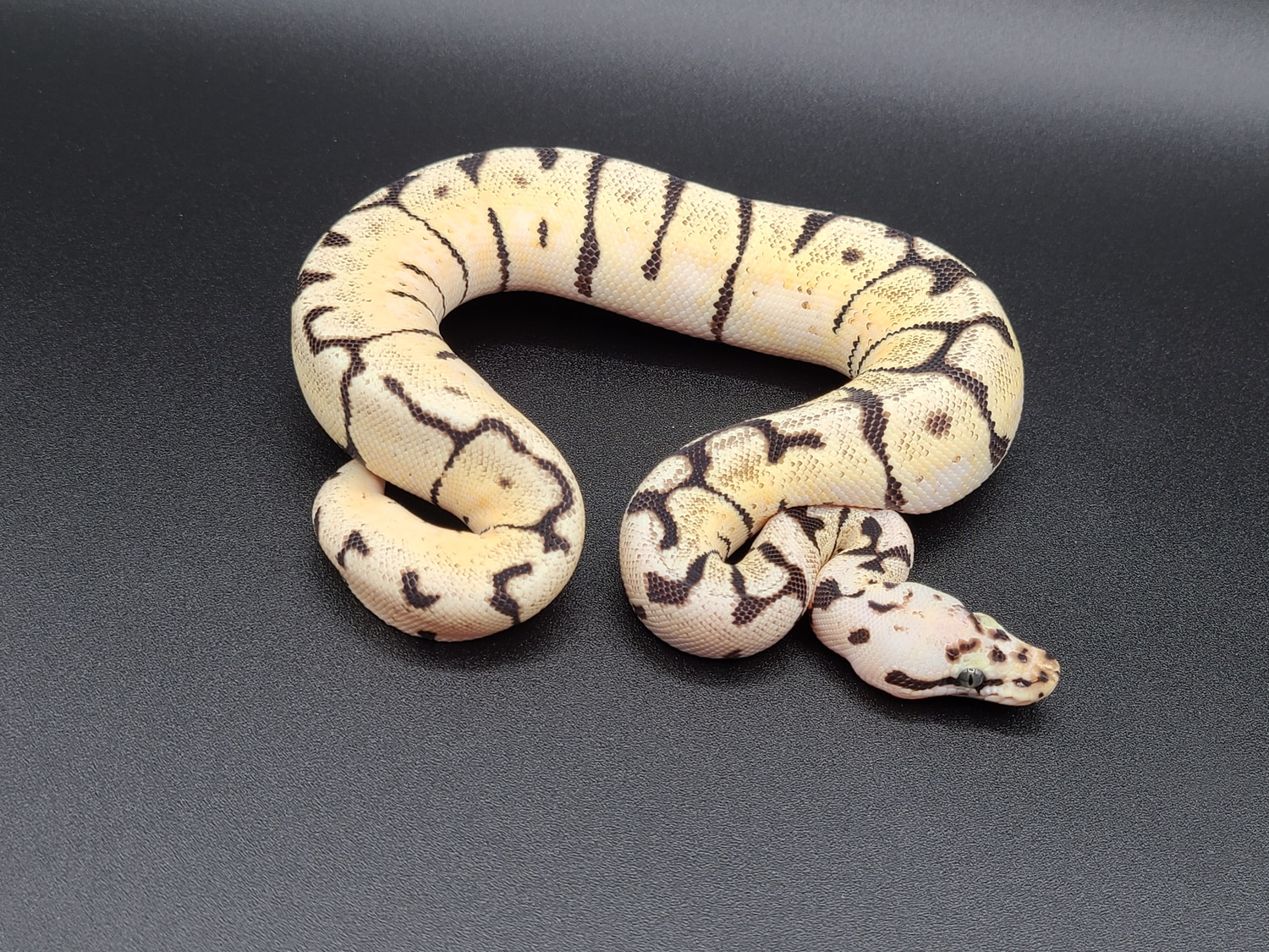 Bumble Bee Ball Python by CV Exotics inc. - MorphMarket