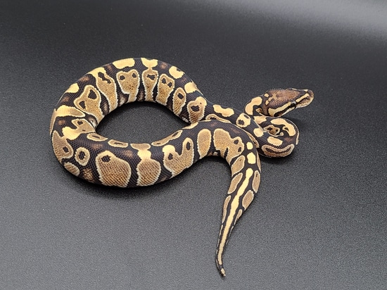 Lace Ball Python by CV Exotics inc.