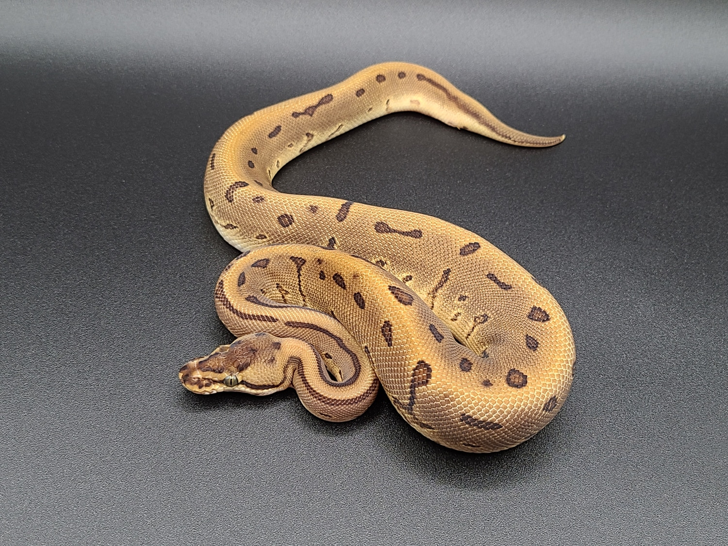 Enchi Leopard Pinstripe Ball Python by CV Exotics inc. - MorphMarket