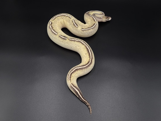 Black Pastel Freeway Ball Python by CV Exotics inc.