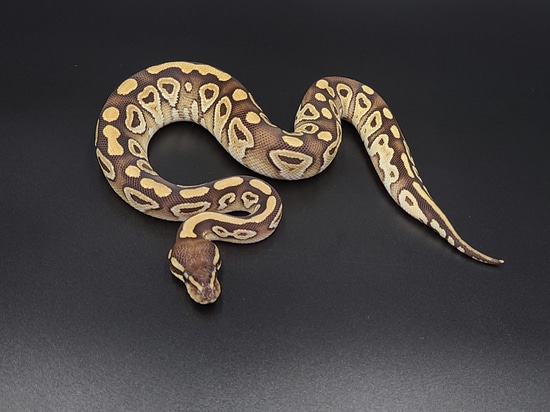 Mojave 100% Het Lavender Ball Python by CV Exotics inc.