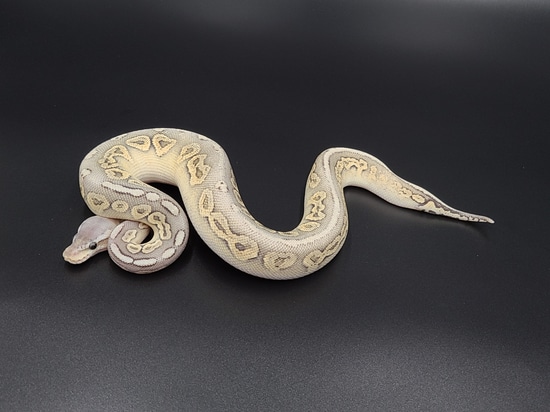Ghost Pewter Ball Python by CV Exotics inc.