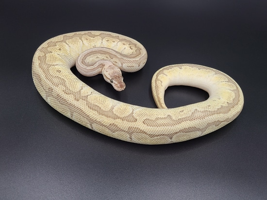 Pastel Lesser Pinstripe Ball Python by CV Exotics inc.