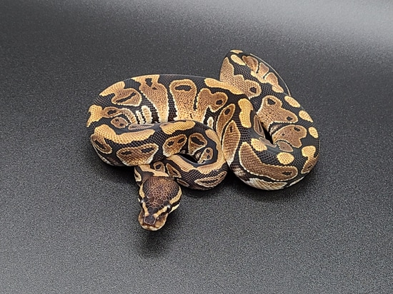 Normal Ball Python by CV Exotics inc.