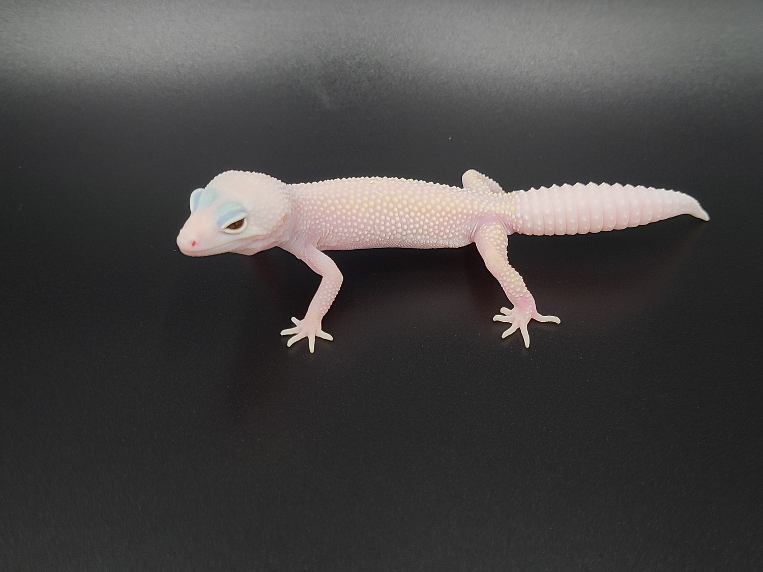 Blazing Blizzard Leopard Gecko by CV Exotics inc. - MorphMarket