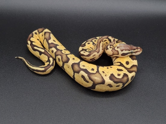 Pastel Fire Ball Python by CV Exotics inc.