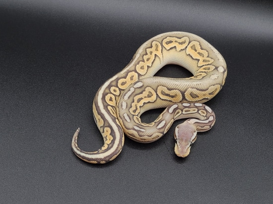 Ghost Pewter Ball Python by CV Exotics inc.