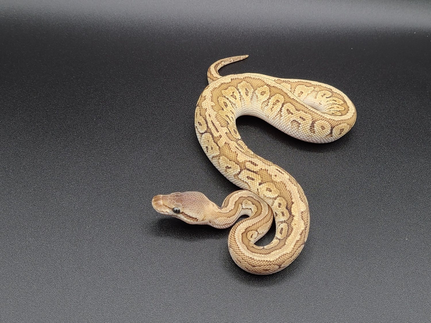 Mojave Pinstripe Ball Python by CV Exotics inc. - MorphMarket