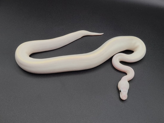 Lucy (Bamboo X Lesser) Ball Python by CV Exotics inc.