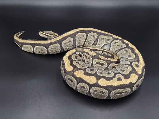 Hypo (Proven Breeder) Ball Python by CV Exotics inc.