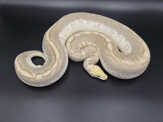 Pastel Bamboo Woma Ball Python by CV Exotics inc.