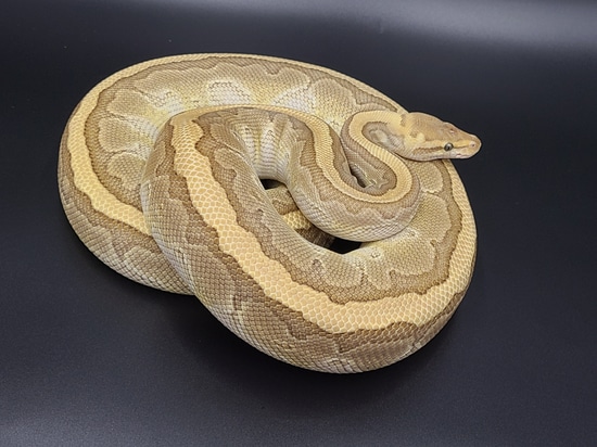 KingPin 100% Het Lavender Albino Ball Python by CV Exotics inc.