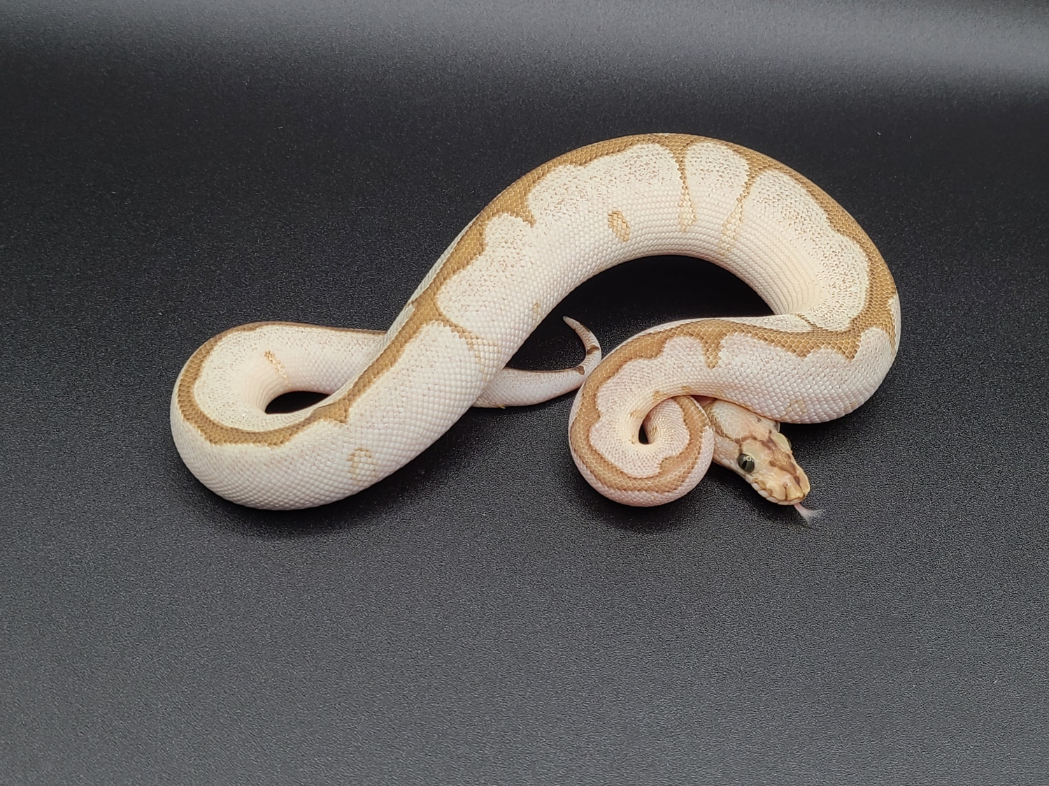 Clown Lesser Spider Ball Python by CV Exotics inc. - MorphMarket