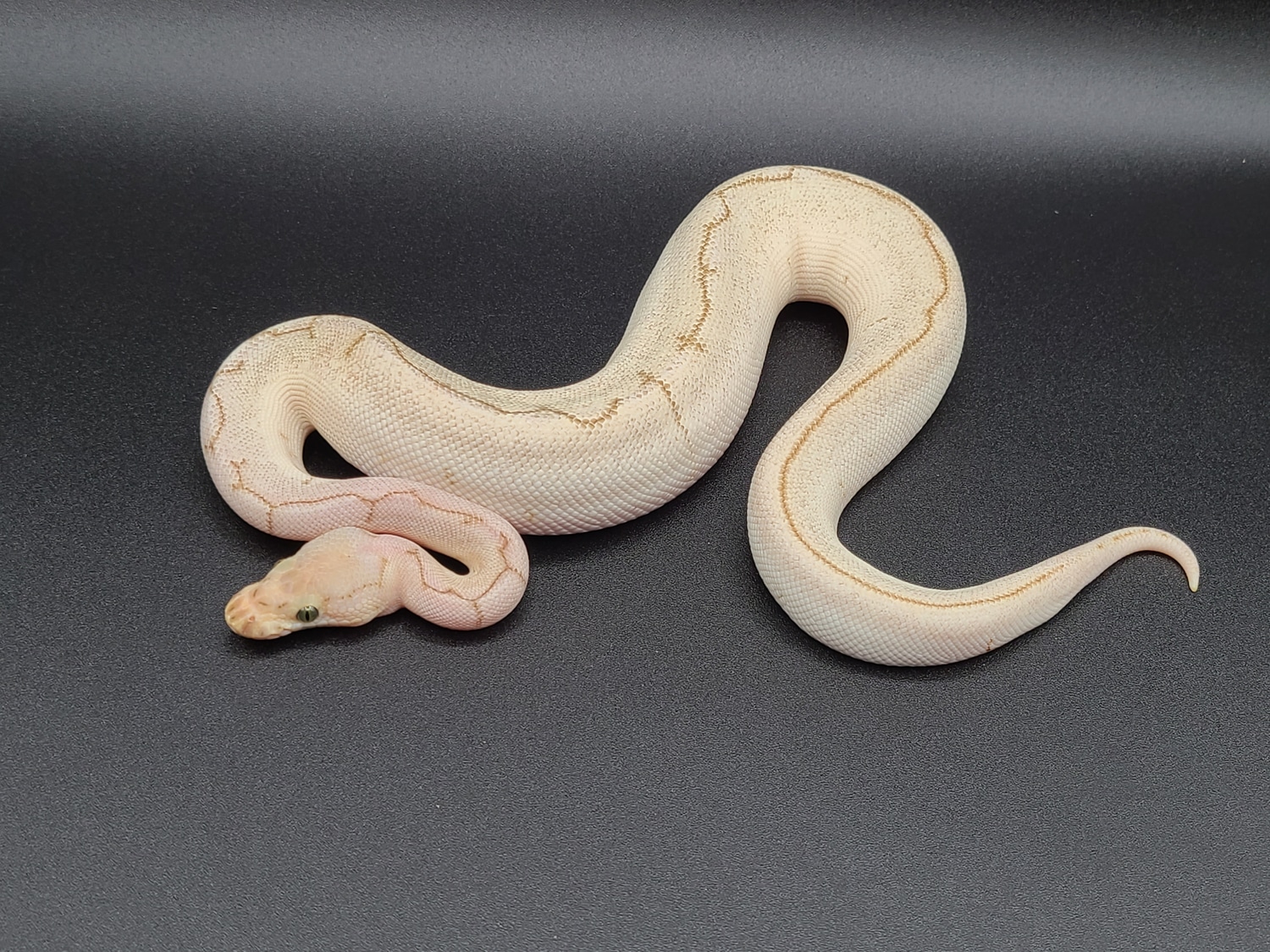 Clown Spider Pinstripe Ball Python by CV Exotics inc. - MorphMarket