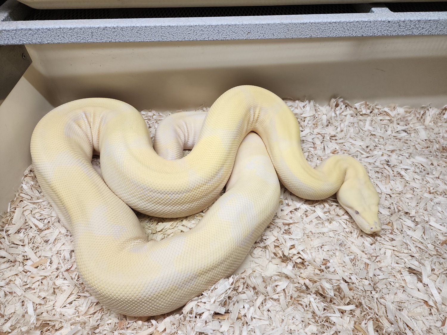 Moonglow Boa Constrictor by CV Exotics inc. - MorphMarket
