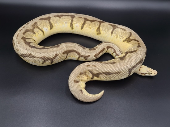 Killer Bee Striped (Proven Breeder) Ball Python by CV Exotics inc.