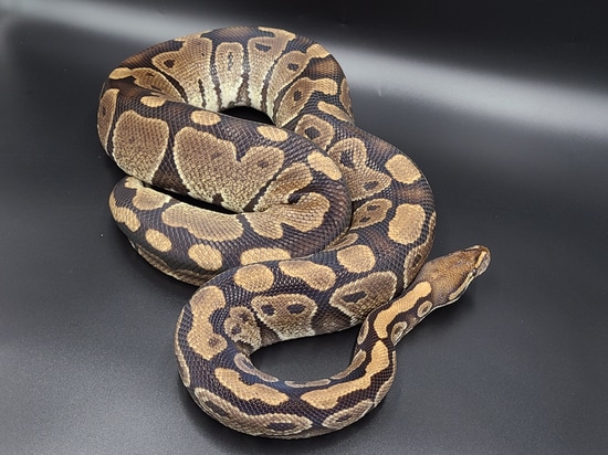 100% Het Lavender Ball Python by CV Exotics inc.