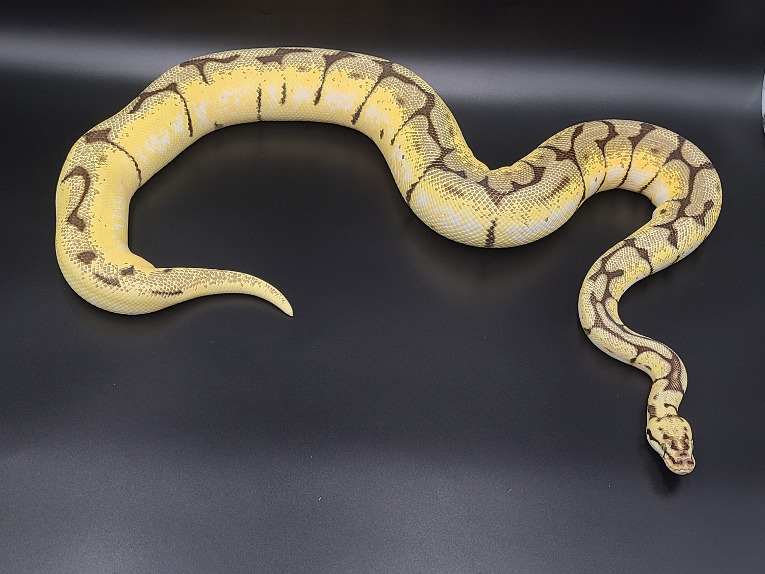 Bumble Bee 100% Het Desert Ghost Ball Python by CV Exotics inc ...