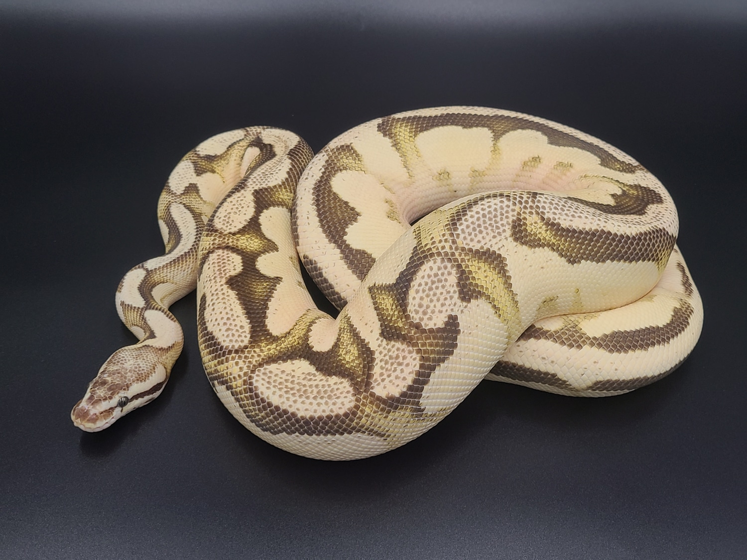 Orange Dream Yellow Belly Pastel Fire Enchi Ball Python by CV Exotics ...