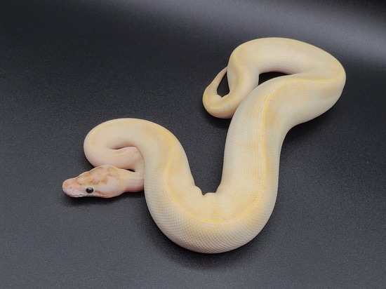 Enchi Ivory Ball Python by CV Exotics inc.
