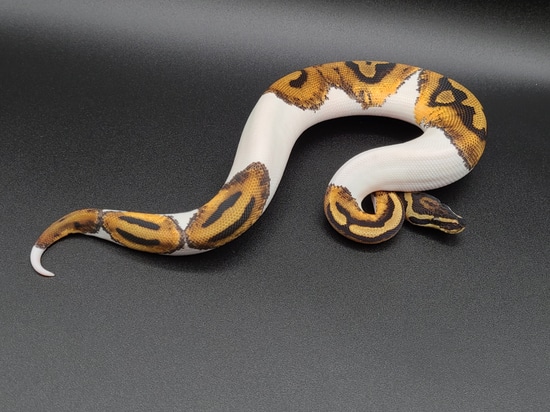 Pied Ball Python by CV Exotics inc.