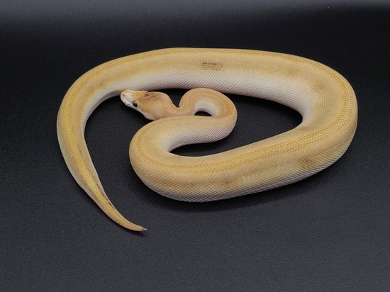 Champagne Enchi Lesser Ball Python by CV Exotics inc.