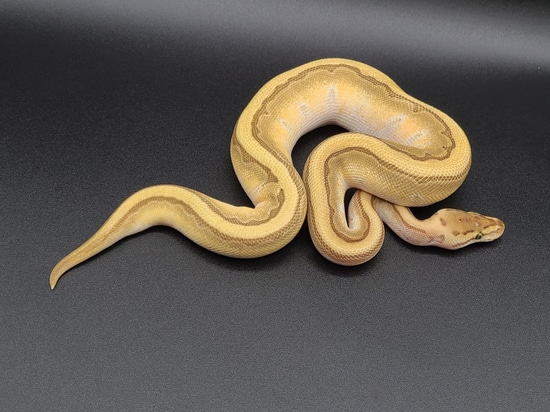 Enchi Lesser Pinstripe Ball Python by CV Exotics inc.