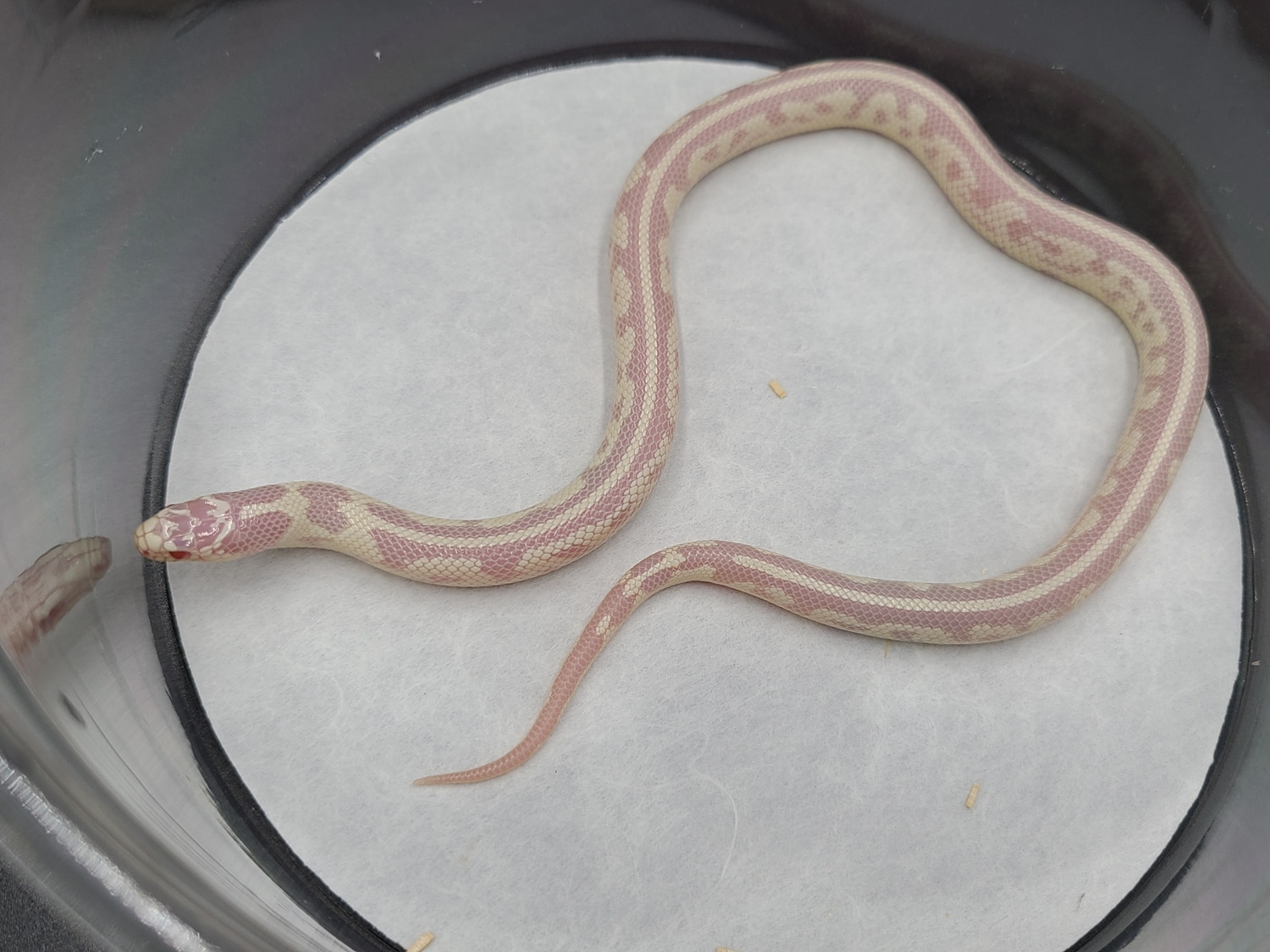 Albino Aberrant California Kingsnake by CV Exotics inc. - MorphMarket