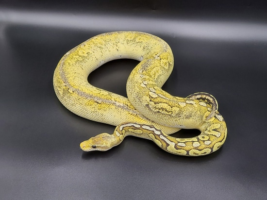 White Lace Black Pewter (Proven Breeder) Ball Python by CV Exotics inc.