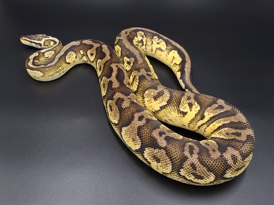 Lace Pastel Yellow Belly Ball Python by CV Exotics inc.