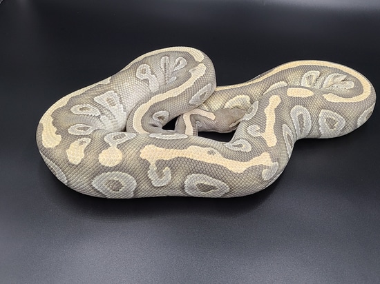 Ghost Mojave (Proven Breeder) Ball Python by CV Exotics inc.