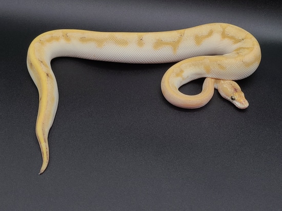 Champagne Lesser Leopard Enchi Ball Python by CV Exotics inc.