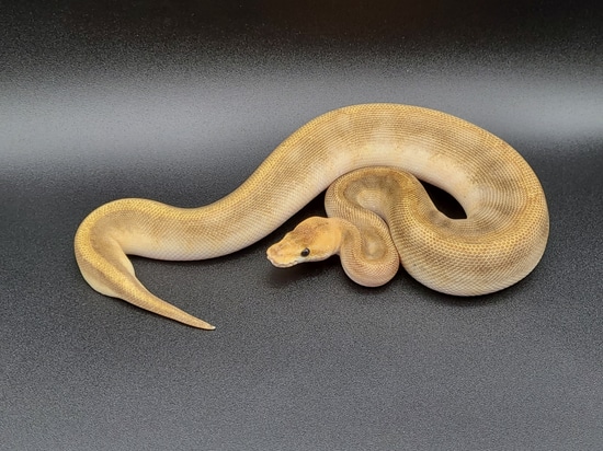 Champagne Enchi Ball Python by CV Exotics inc.