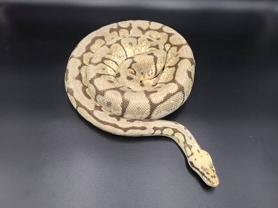 Bumble Bee 100% Het Ghost (Proven Breeder) Ball Python by CV Exotics inc.