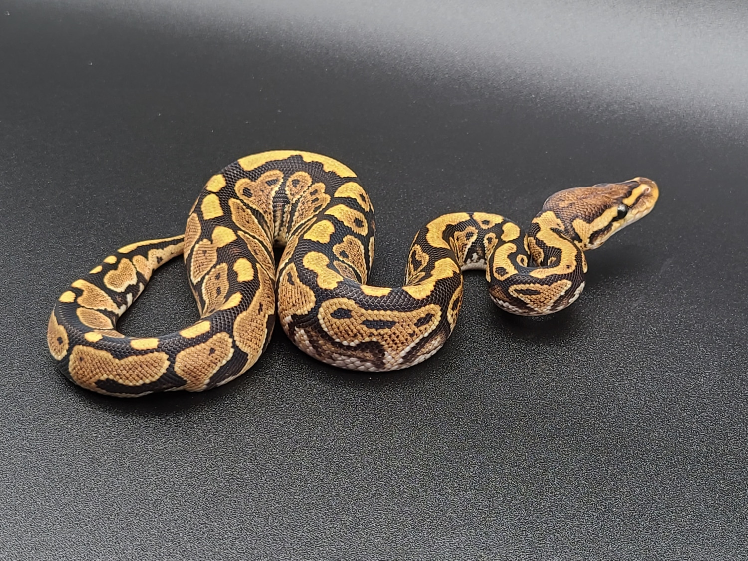 Lace 100% Het Clown Ball Python by CV Exotics inc. - MorphMarket