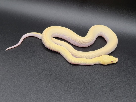 Blizzard 100% Het Labyrinth 100% Het Granite Burmese Python by CV ...