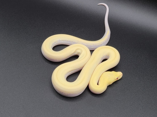 Blizzard 100% Het Labyrinth 100% Het Granite Burmese Python by CV ...