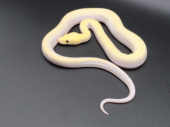 Ivory 100% Het Labyrinth 100% Het Granite 66% Het Albino Burmese Python ...